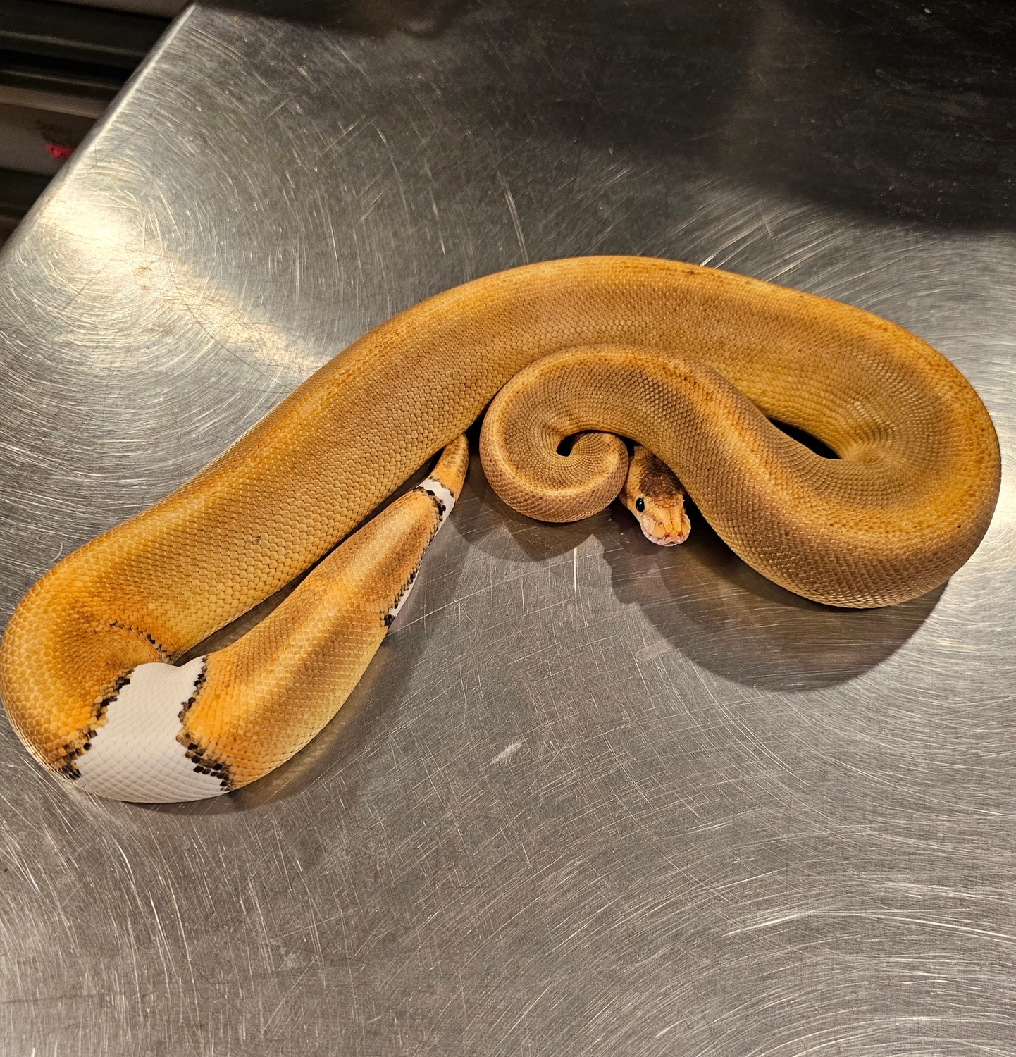 Champagne Cinnamon Het Pied. Pos Ghi And Yb Ball Python by Joe ...