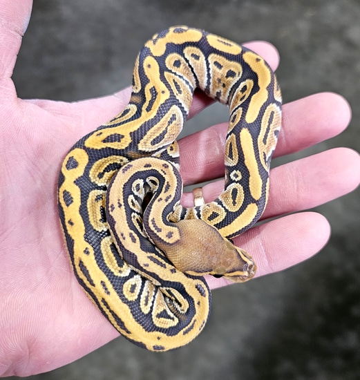 Hypo Cypress Ball Python by Joe Rasmussen Reptiles