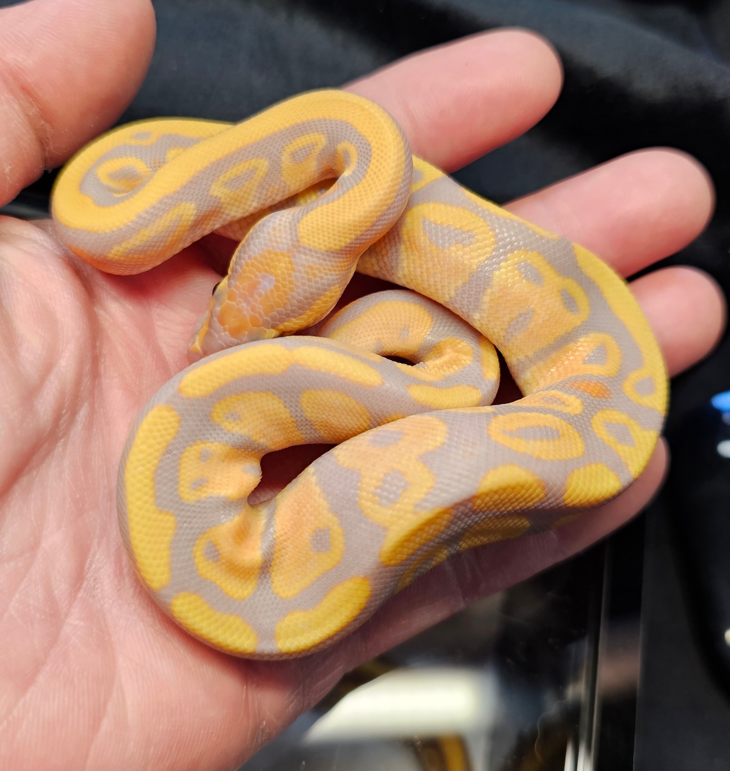 Banana Het Puzzle Het Hypo Ball Python by Joe Rasmussen Reptiles ...