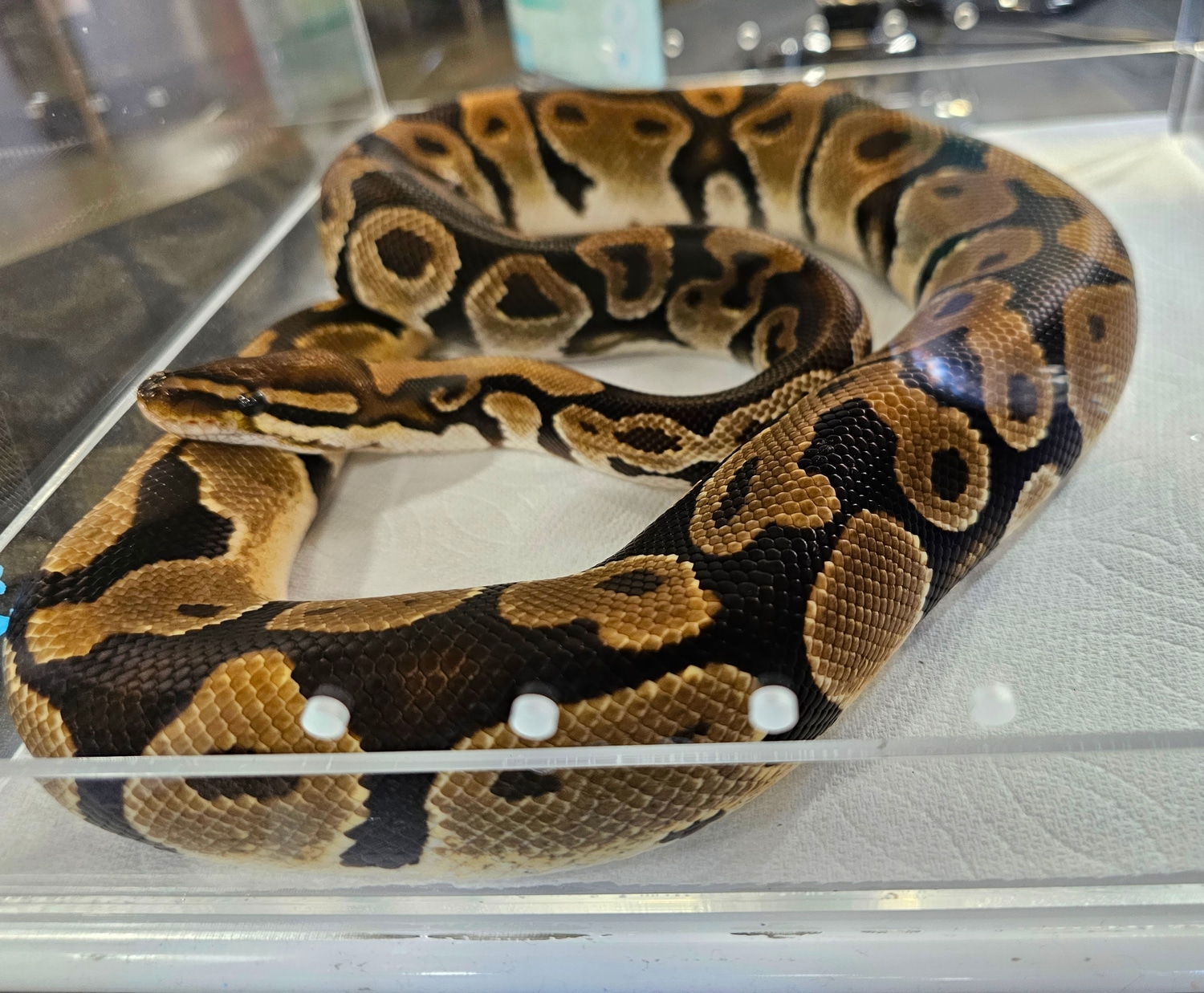 Orange Dream Het Ultramel Het Hypo Ball Python by Joe Rasmussen ...
