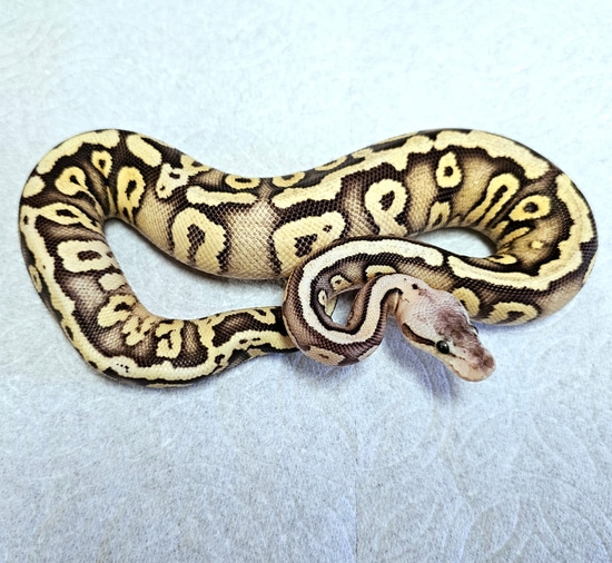 Nyala Butterfly 66% Het Clown Ball Python by Joe Rasmussen Reptiles