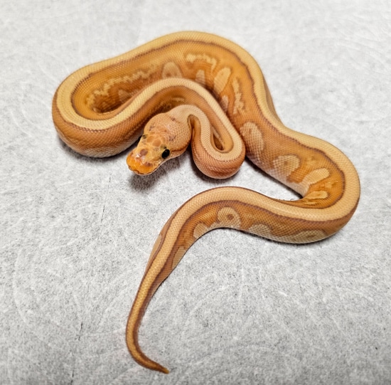 Banana Cypress Redstripe 66% Het Clown Ball Python by Joe Rasmussen ...