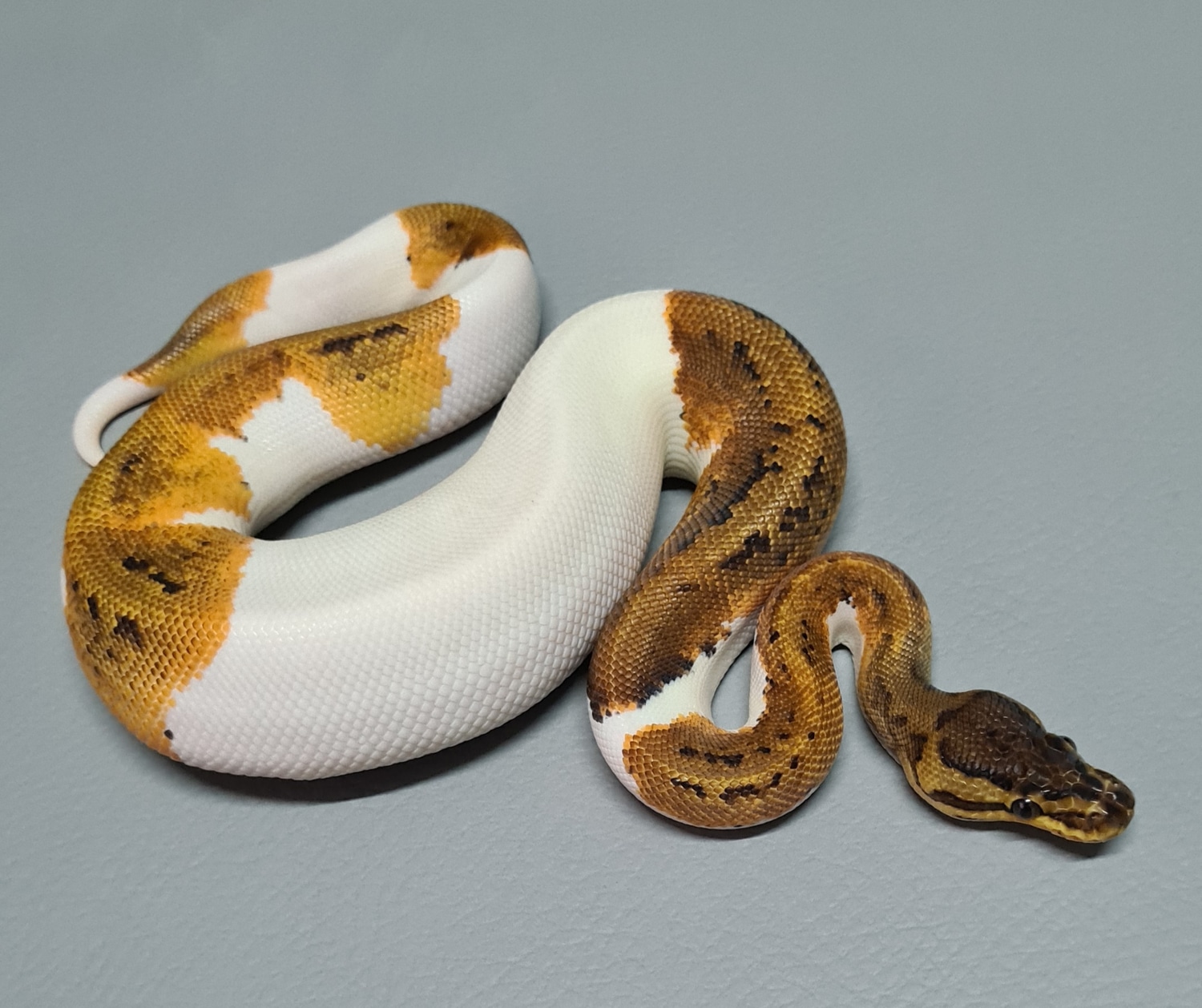 Pinstripe Yellow Belly Pied Ball Python by BPM Reptiles - MorphMarket