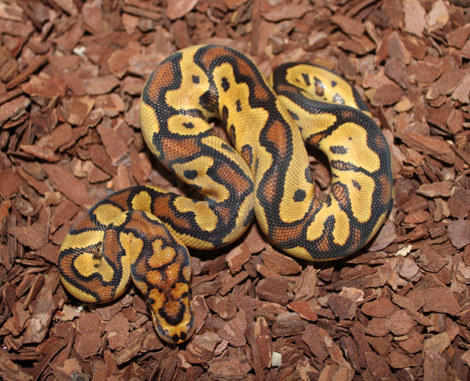 Yellowbelly Fire Clown Ball Python by BPM Reptiles - MorphMarket
