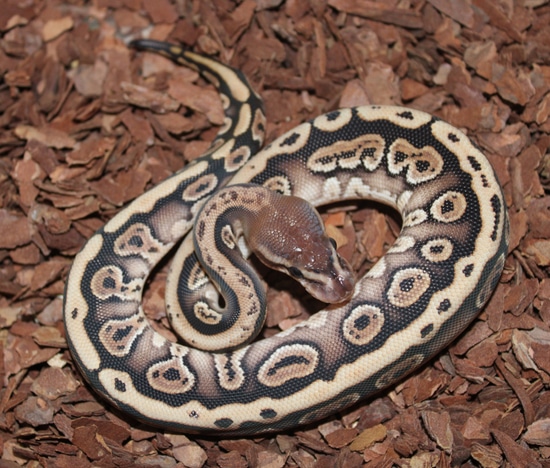 Black Pastel Hidden Gene Woma Het Clown Ball Python by BPM Reptiles