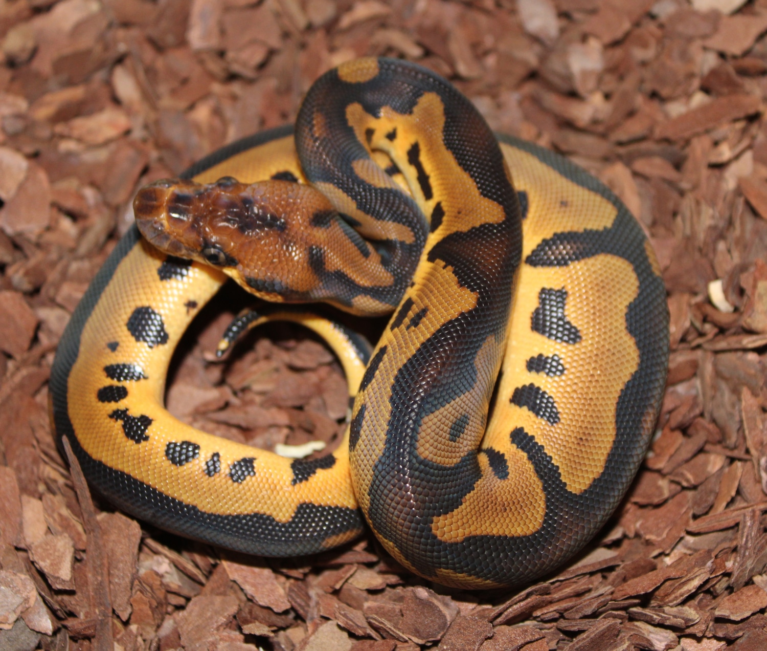 Leopard Clown Ball Python by BPM Reptiles - MorphMarket