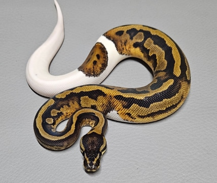 BPM Reptiles - MorphMarket