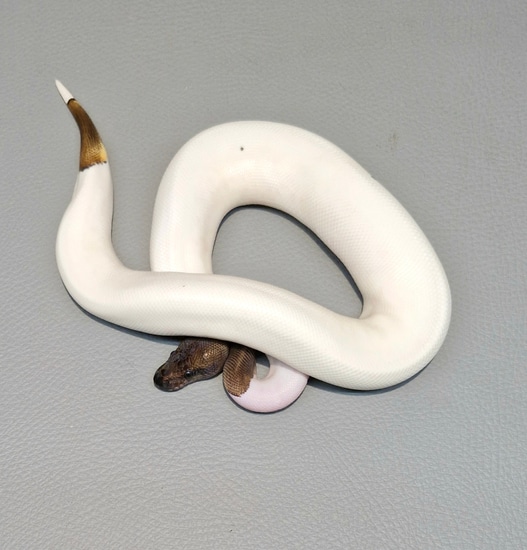 Super Nyala Pied Ball Python by BPM Reptiles