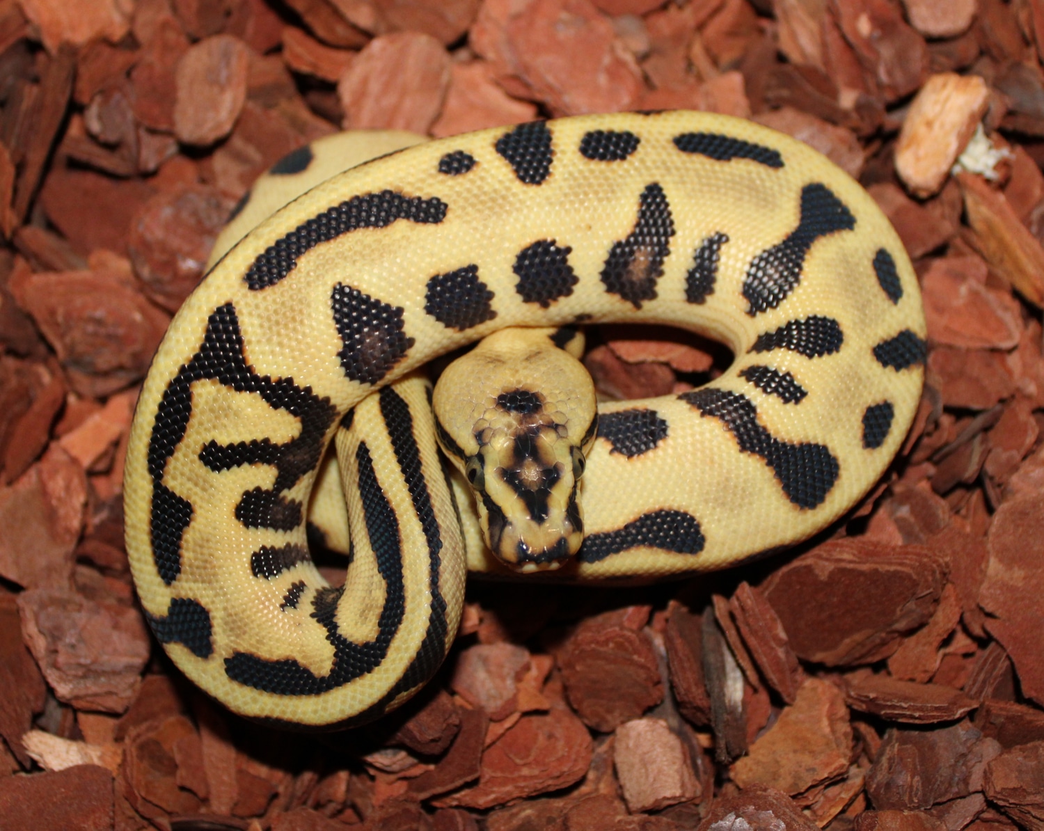 Ghi Leopard Spotnose Fire Desert Ghost 66% het Pied