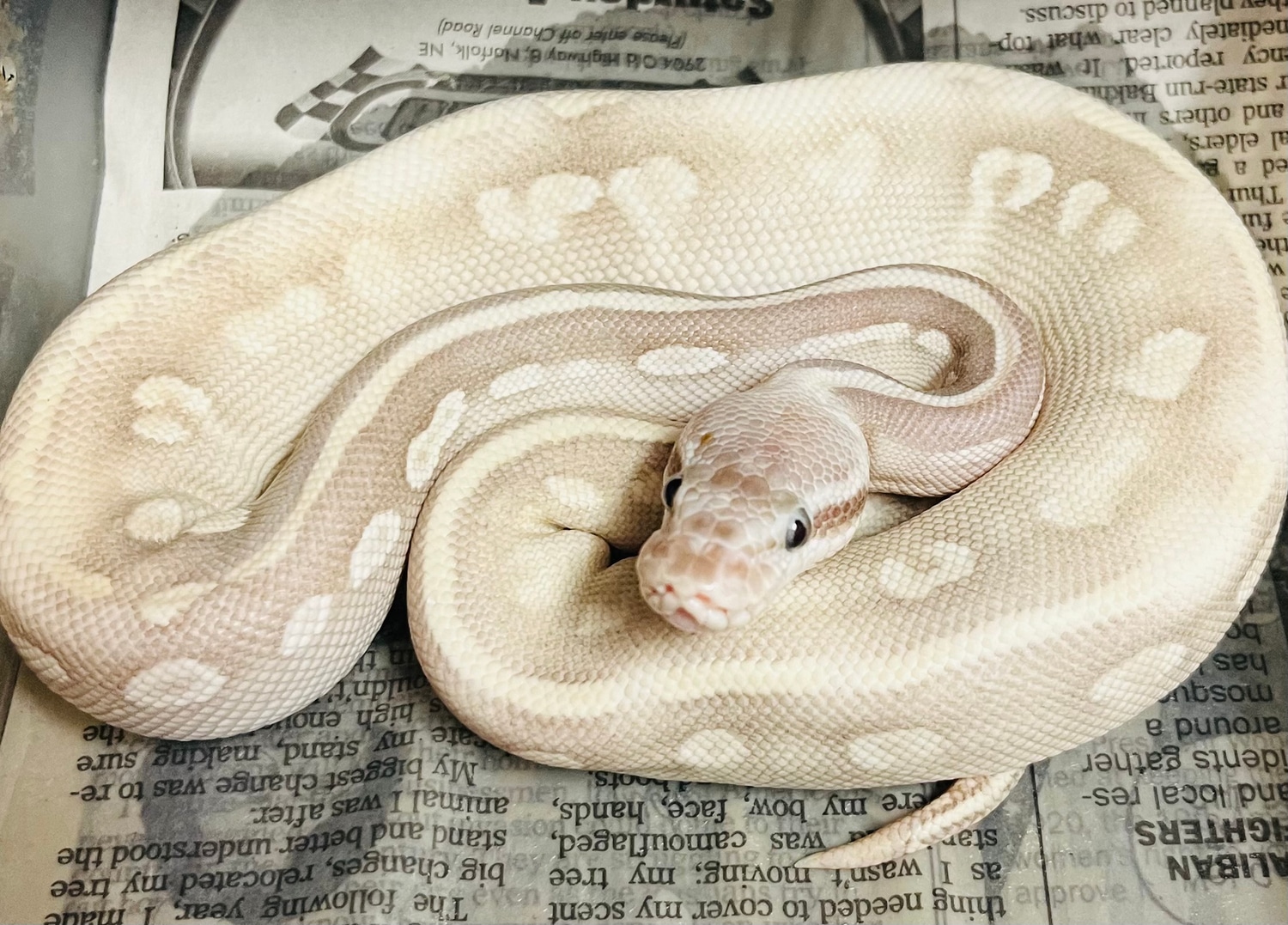Mystic Mojave Ball Python by Rasss Reptiles - MorphMarket