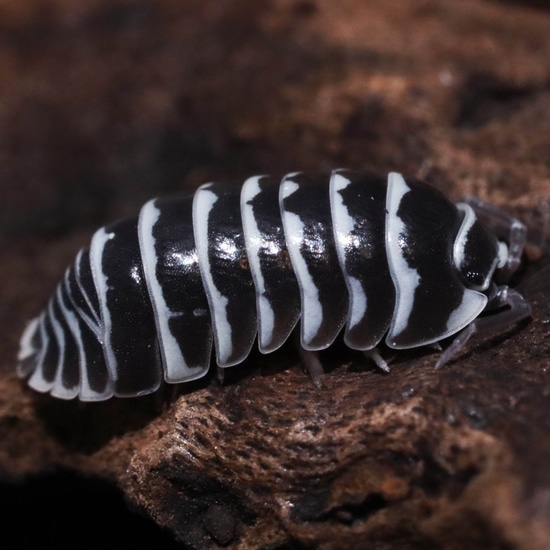 Armadillidium Maculatum Zebra Isopod 10ct by Rasukaru Isopods