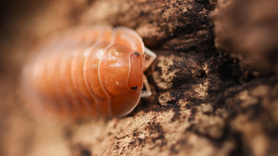 Troglodillo Sunset Isopod by Rasukaru Isopods