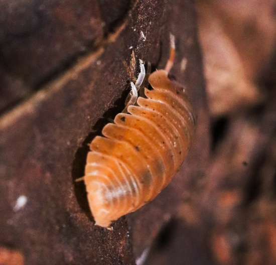 Cubaris Florida Orange Isopod 10ct by Rasukaru Isopods