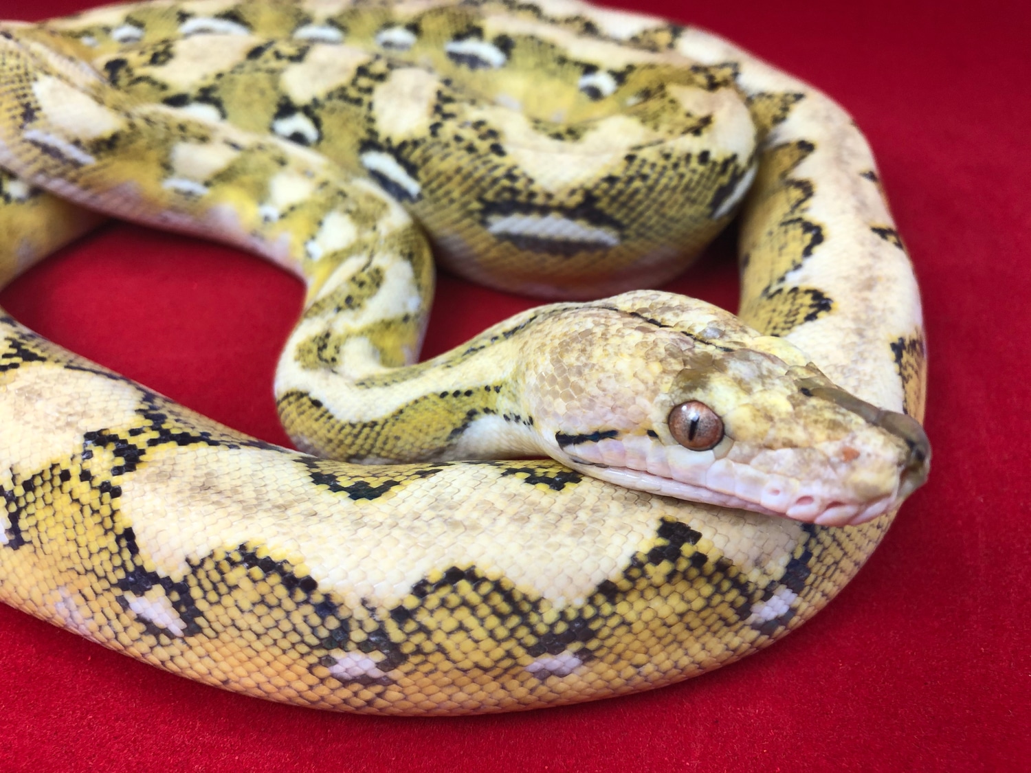 2019 Platinum Brindle Reticulated Python by A Snake in the Grass ...