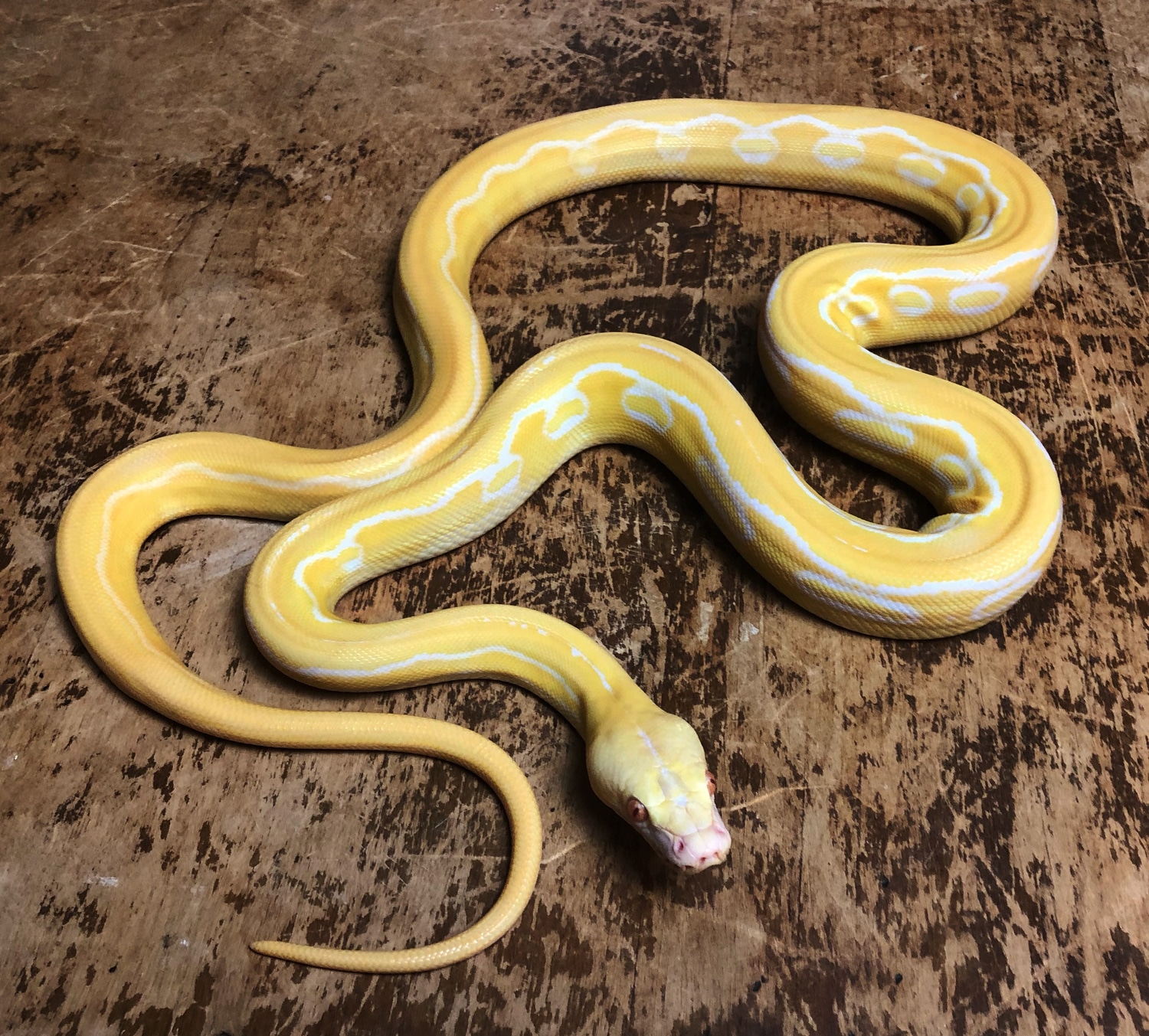 Lav Citron Sunfire Tiger Reticulated Python by A Snake in the Grass ...