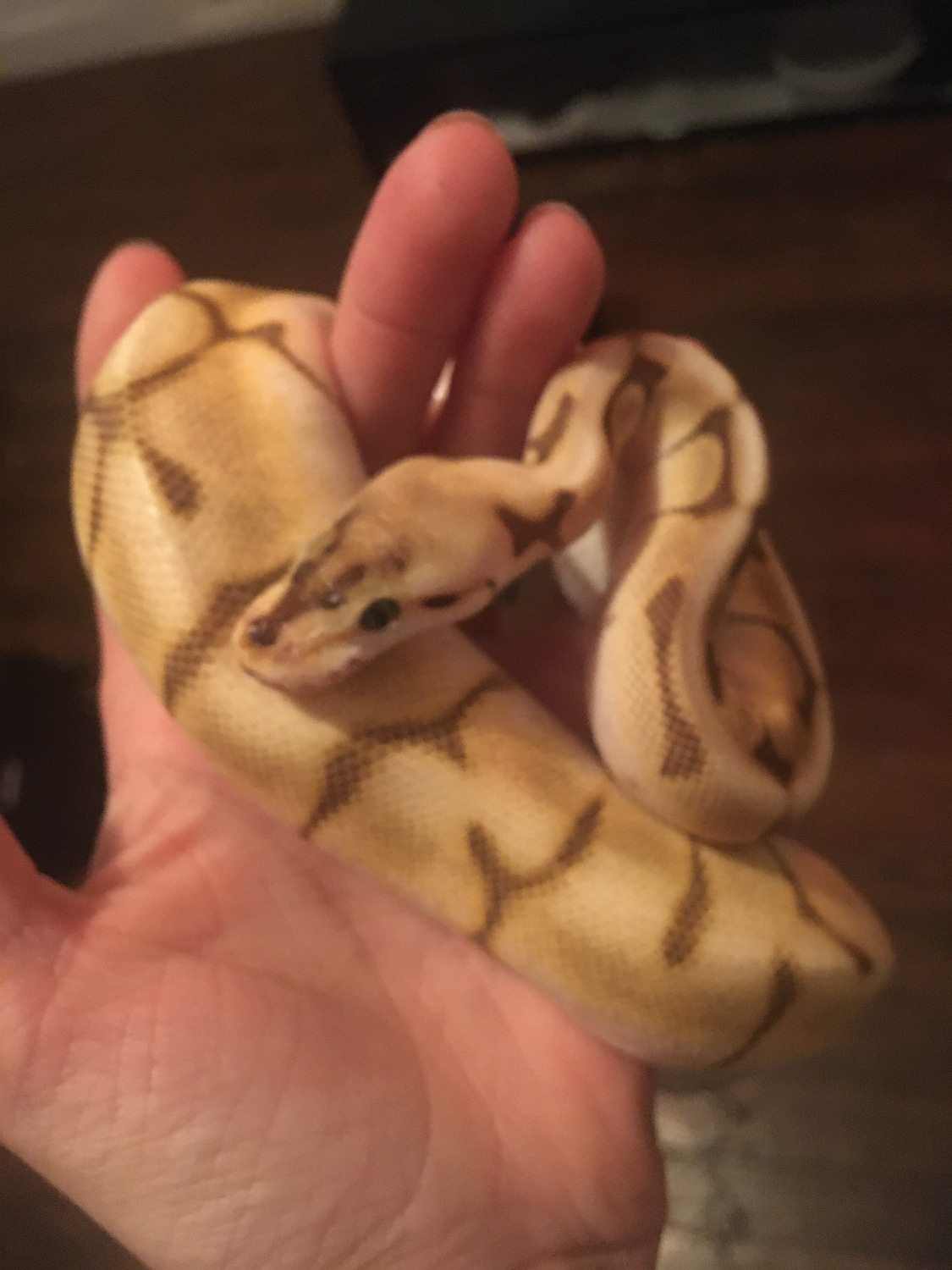 Butter Bee Ball Python by Rat Hugger Reptiles - MorphMarket
