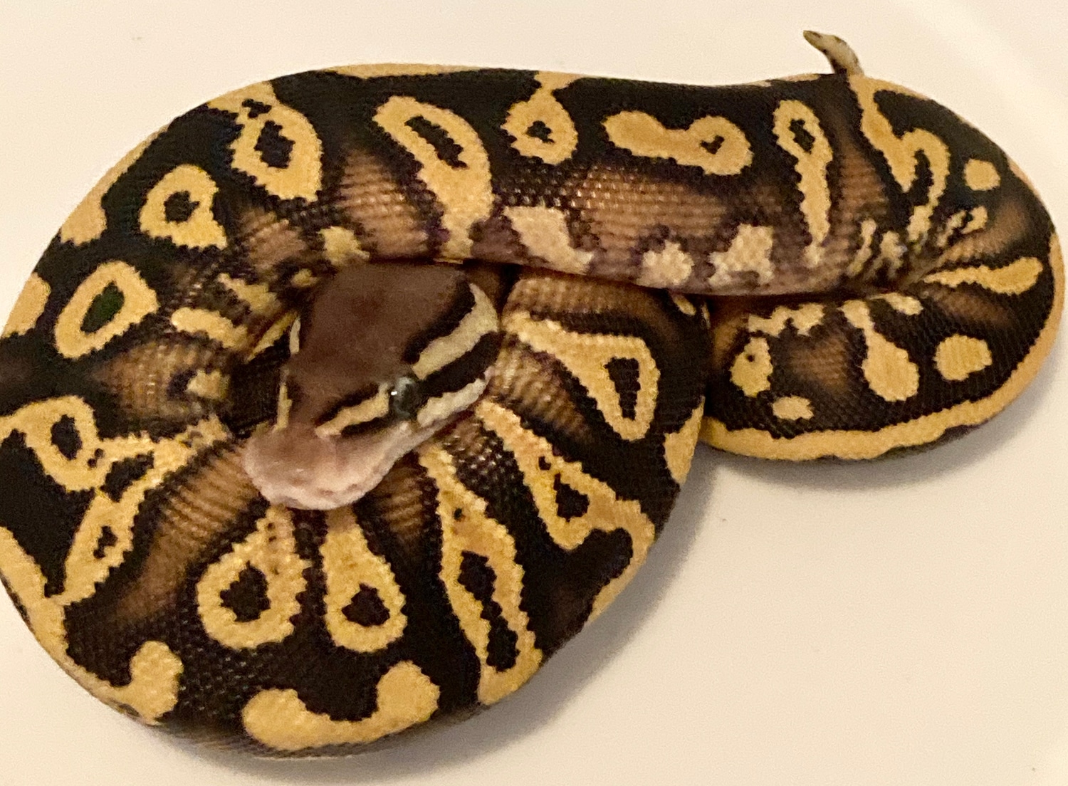 Mystic Pastel Yellow Belly Ball Python by Rat Hugger Reptiles - MorphMarket