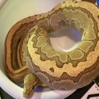 Kingpin Ball Python by Rat Hugger Reptiles - MorphMarket