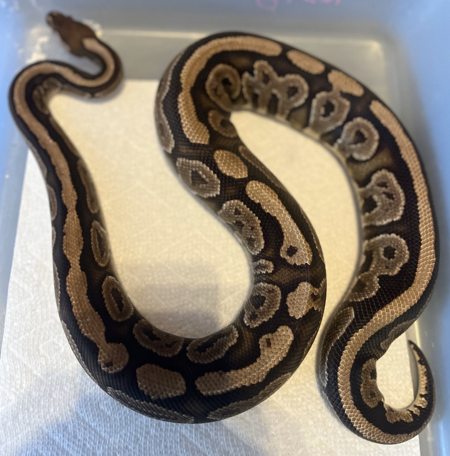 Black Pastel YB/Specter Ball Python by Rat Hugger Reptiles - MorphMarket