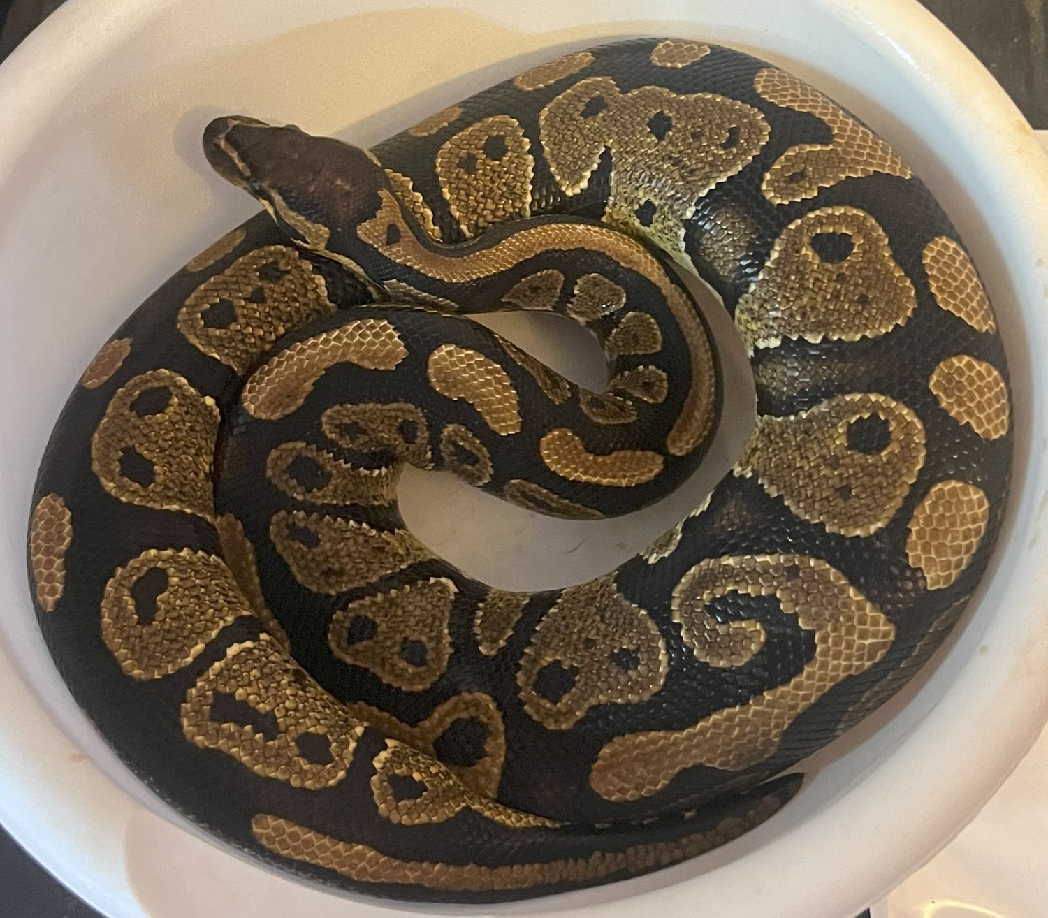Normal Ball Python by Rat Hugger Reptiles - MorphMarket