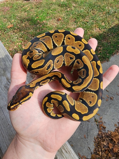 Het Desert Ghost Het Candy/Albino Pos Het Hypo Ball Python by Mostly ...