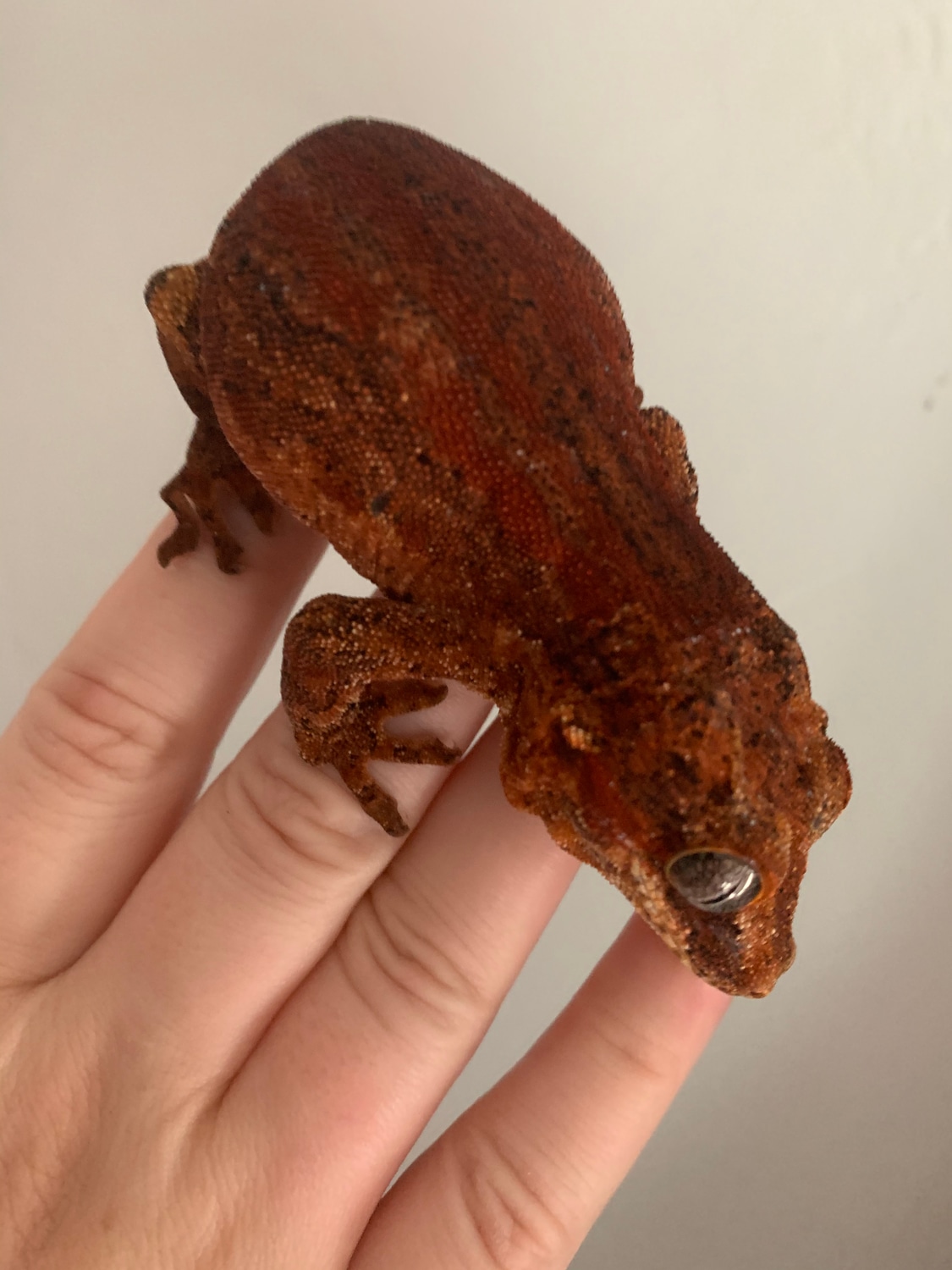 Proven High Red W/ Phantom Eye Gargoyle Gecko by Samnagerie - MorphMarket