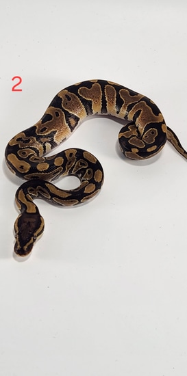 Yelowbelly Leo Ball Python by Sky High Morphs