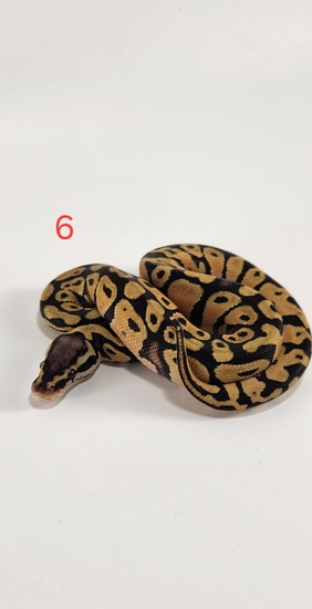 Firefly Ball Python by Sky High Morphs