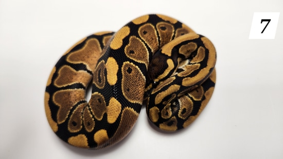 Normal Het Clown Ball Python by Sky High Morphs