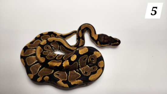 Blade Het Clown Ball Python by Sky High Morphs