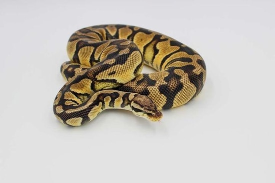Pastel Het Clown Ball Python by Sky High Morphs