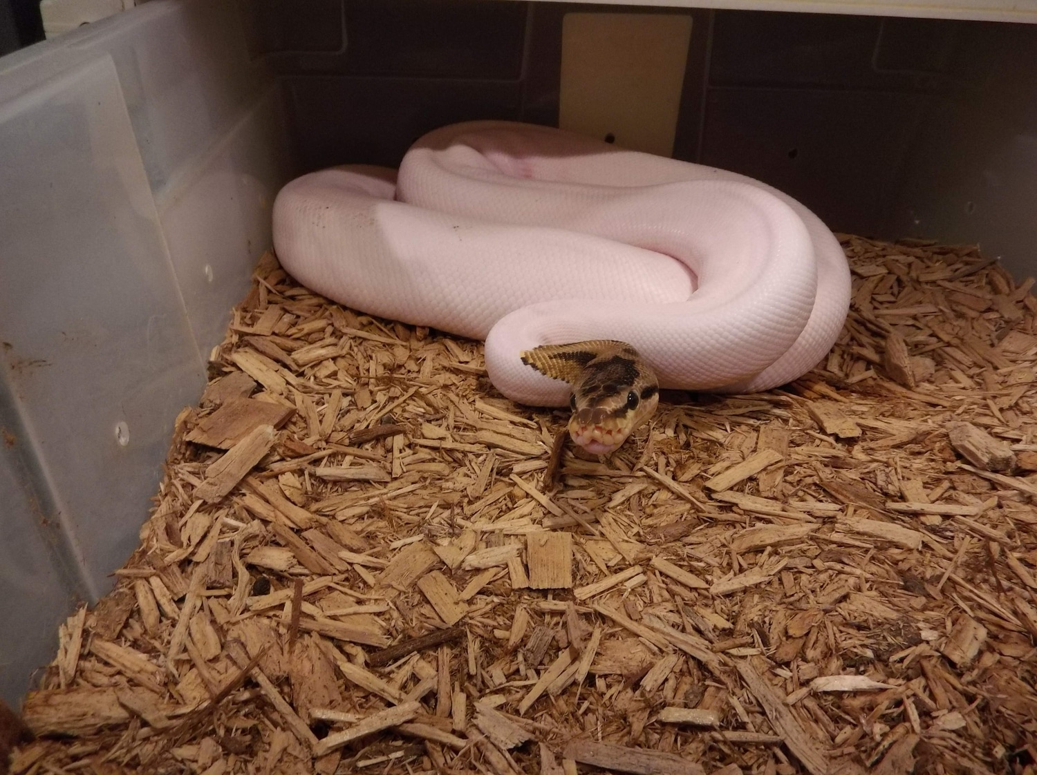 Spied Ball Python by Exotic Carnivores - MorphMarket