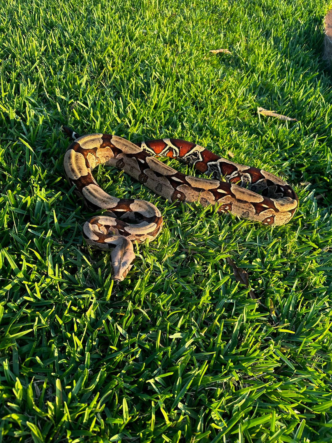 Suriname True Red-tailed Boa Constrictor by Dundee Exotics - MorphMarket