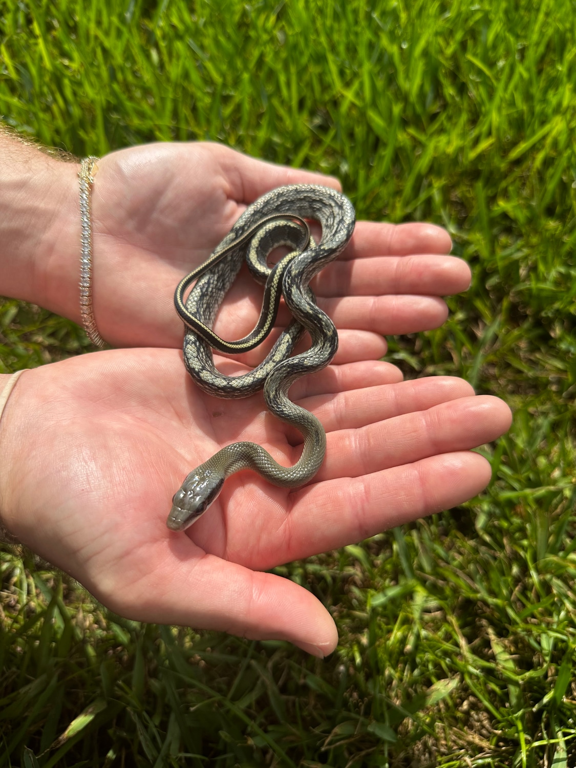 Blue Beauty Rat Snake by Dundee Exotics - MorphMarket