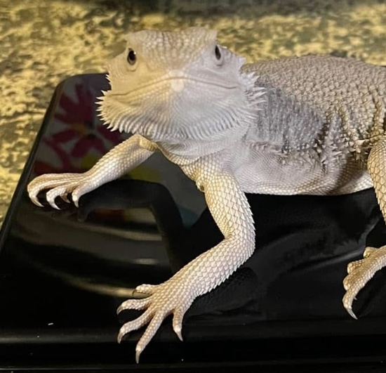 Hypo Trans Zero Central Bearded Dragon by Ryan’s Dragons