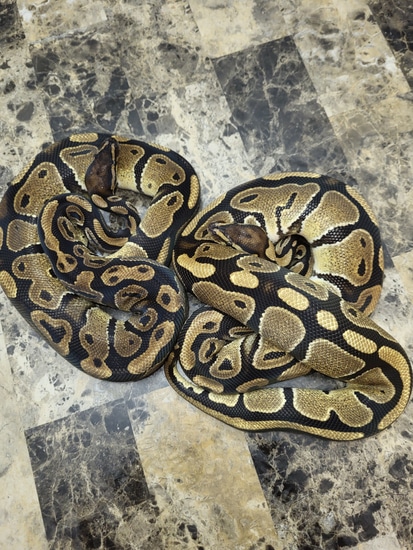 1.1 Het Pied Pair Ball Python by Strange Brew Exotics