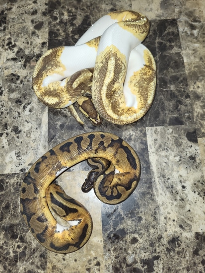 5 Ball Pythons Piebald Group by Strange Brew Exotics