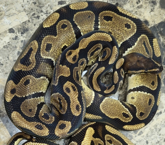 Male Het Pied Ball Python by Strange Brew Exotics