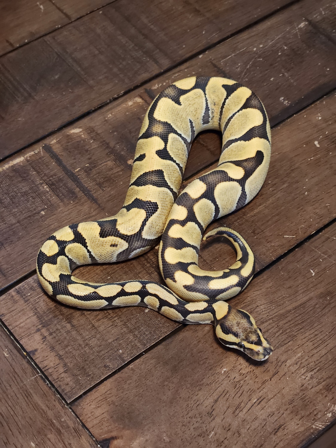 Enchi Desert Ghost Het Hypo Ball Python by Trade Winds Exotics ...
