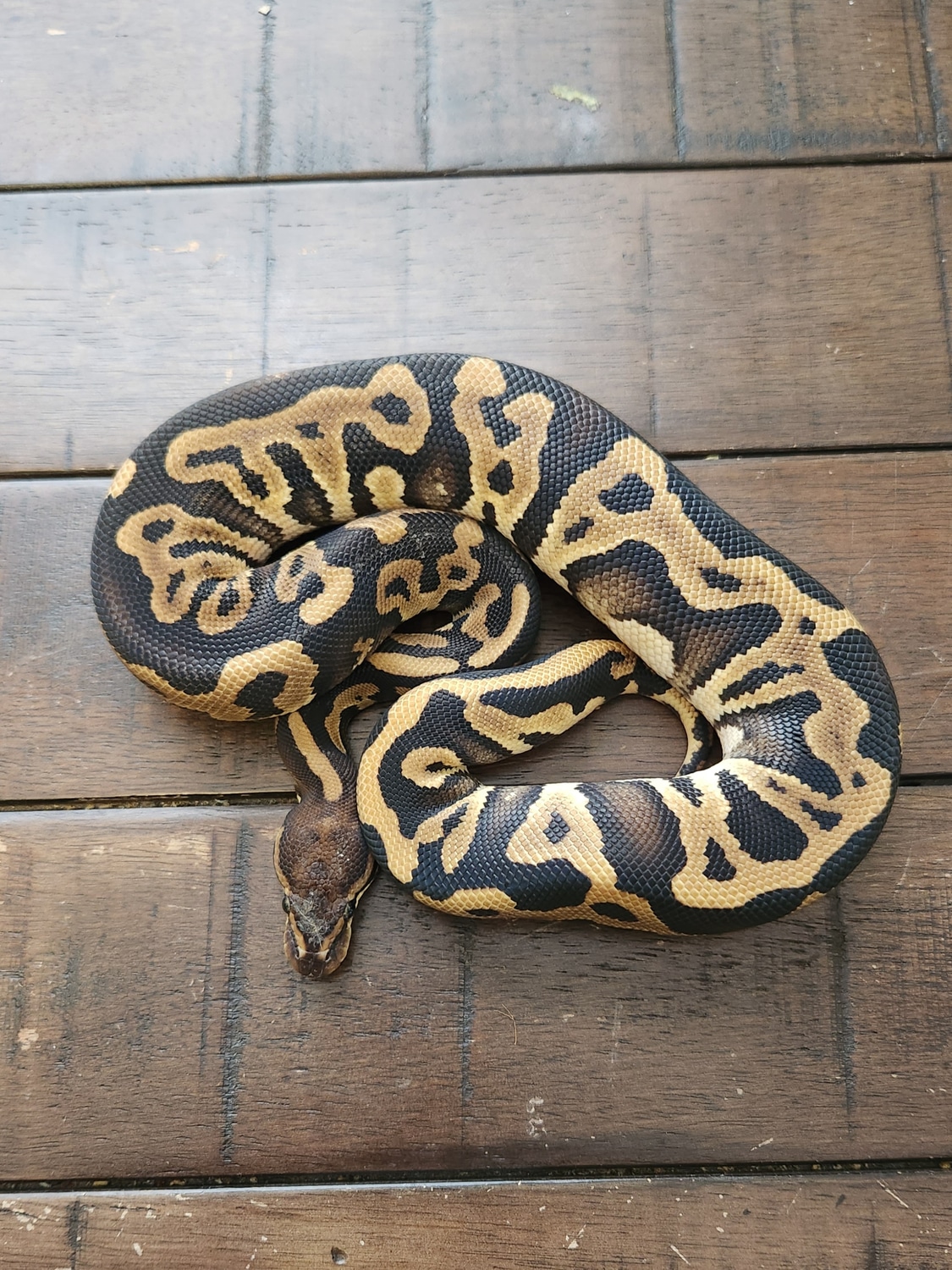 Leopard Phantom Het Clown Producing Sperm Plugs. Ready To Breed. Ball ...