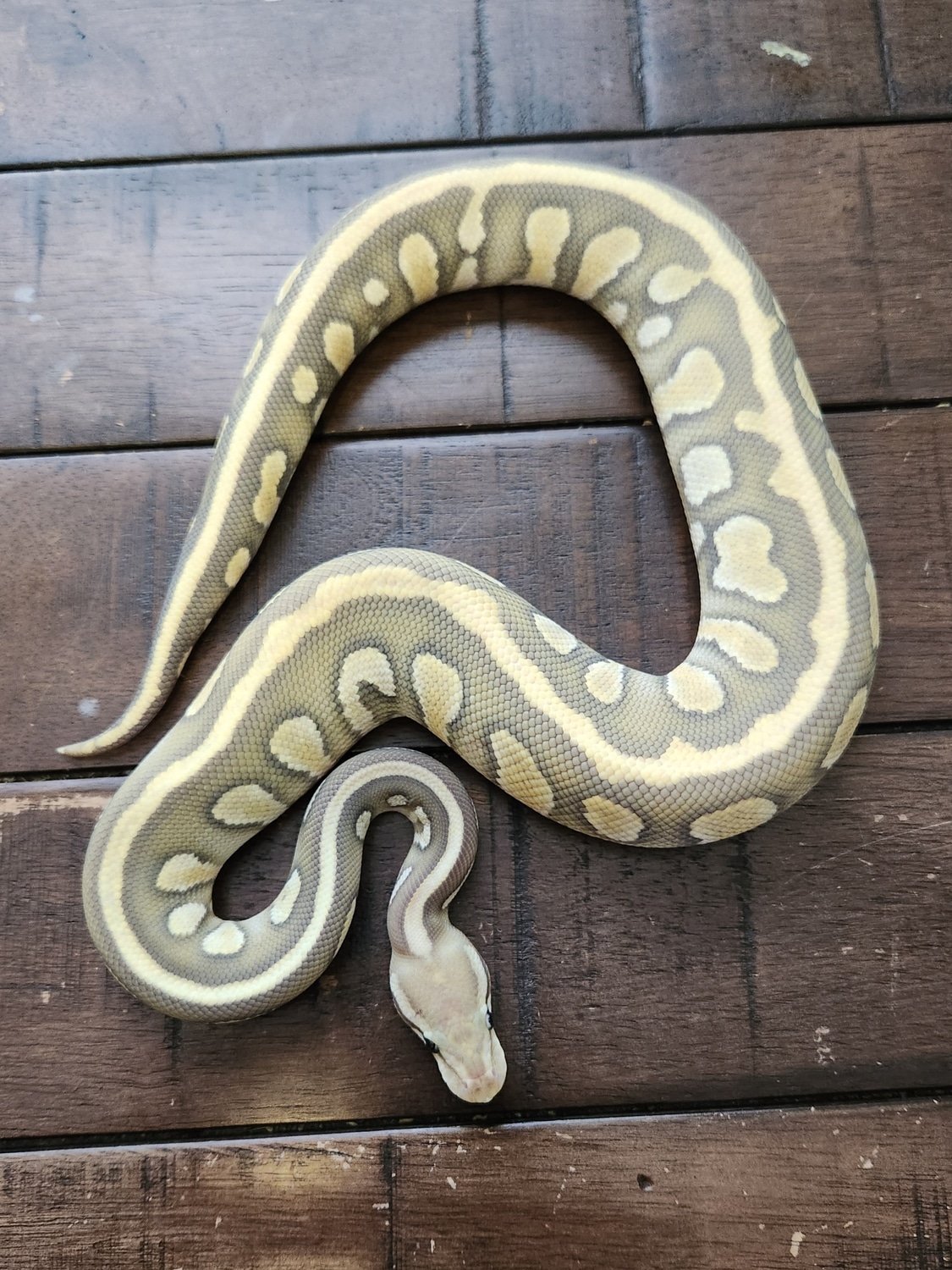 Butter Chocolate Hypo Het DG 50% Het Pied Ball Python by Trade Winds ...