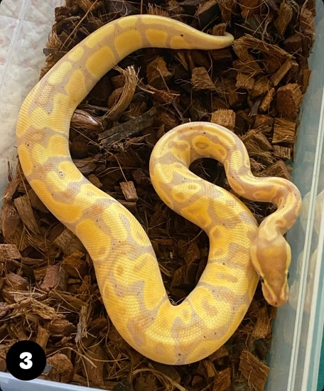Banana Enchi Pos Sugar Ball Python by RawBallPythons