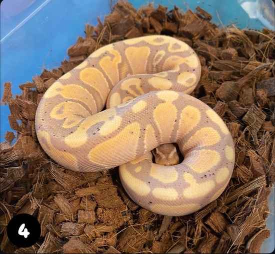 Banana Pos Sugar Ball Python by RawBallPythons