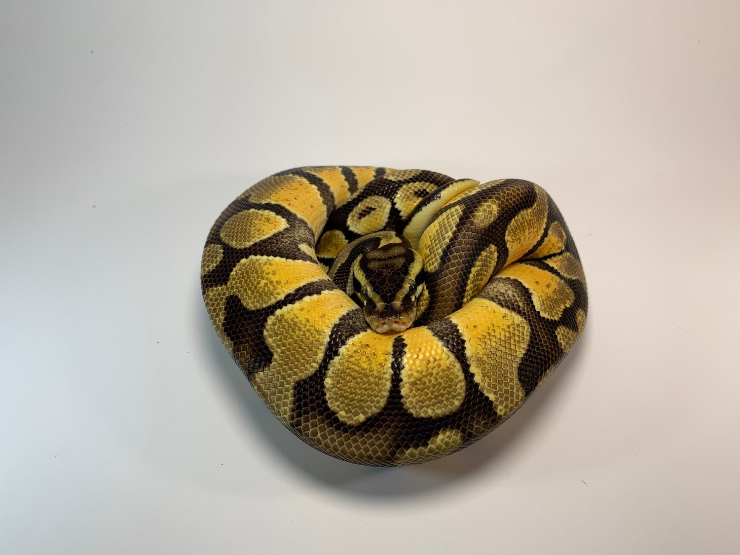 Pastel Enchi Ball Python by Raw Material Reptiles - MorphMarket