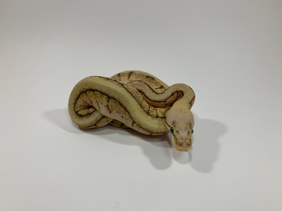 Spinnerblast Ball Python by Raw Material Reptiles