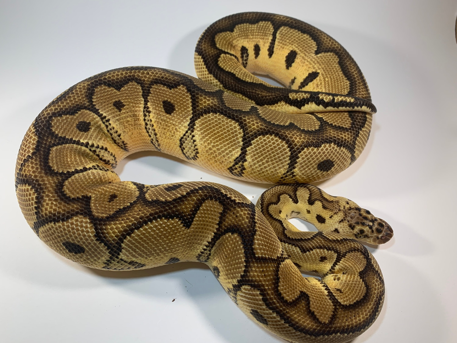 Pastel Clown Ball Python by Raw Material Reptiles - MorphMarket
