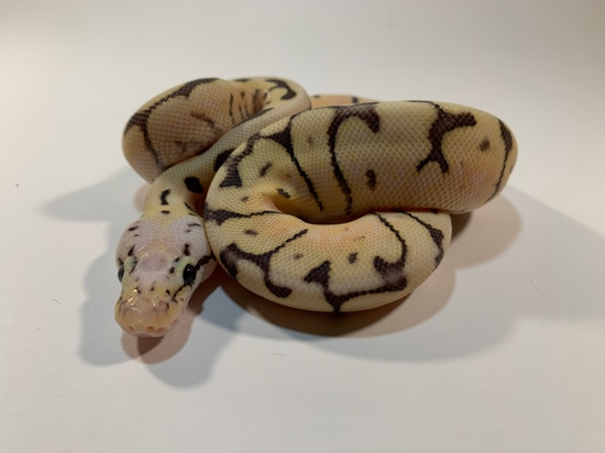 Killerbee 100% Het Clown Ball Python by Raw Material Reptiles