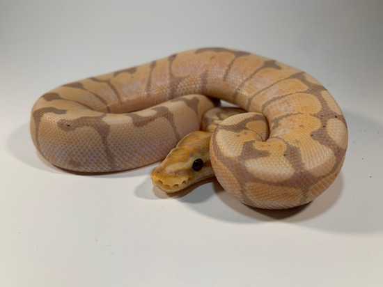 Banana Woma Ball Python by Raw Material Reptiles