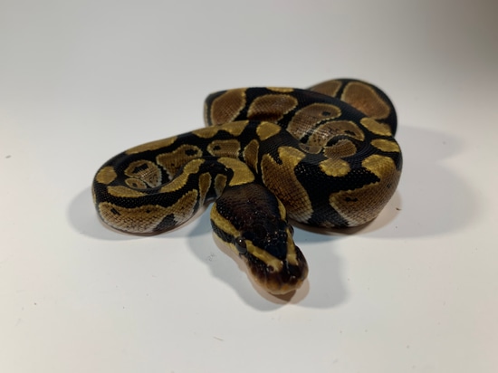Normal Ball Python by Raw Material Reptiles