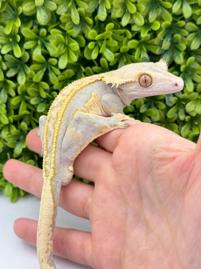 Lavender And Tangerine Quad-stripe Crested Gecko by Raw Souls Exotics